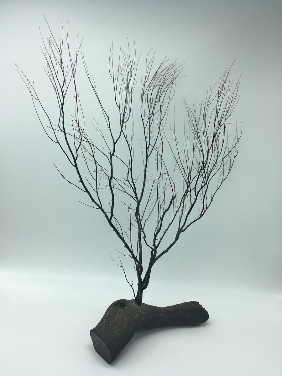 Rare Black Coral Tree – Coco's Trading Post